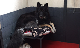 Dog Kennels Warrington - Dogs Pad