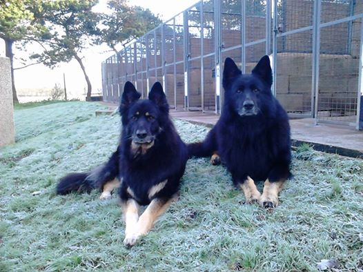 Dog Kennels Warrington - Dogs Pad